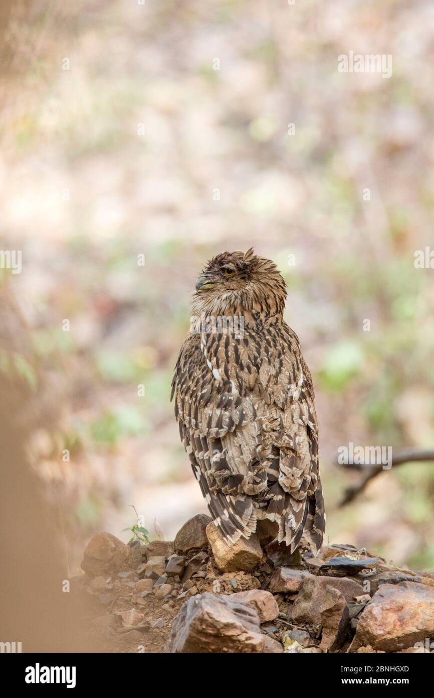 Brown fish owl (Ketupa zeylonensis) at rest, Ranthambore National Park ...