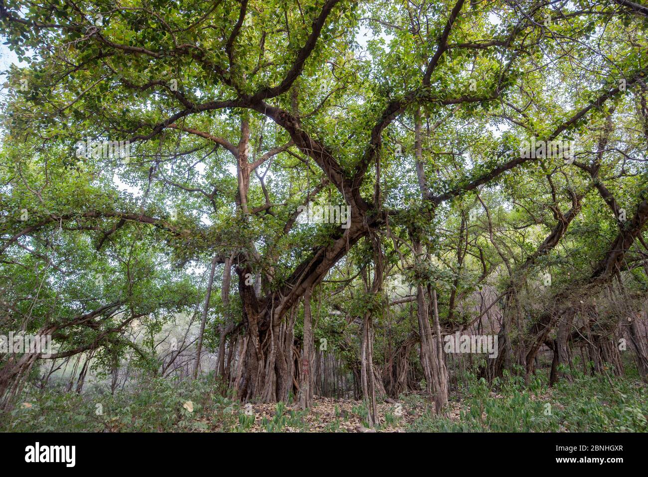 Indian Banyan Tree Ficus Benghalensis In Jungle Habitat High Resolution ...