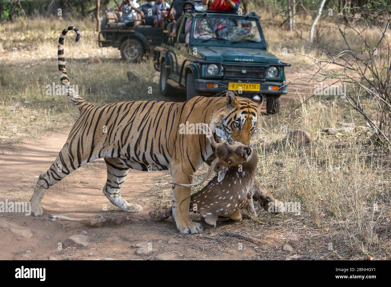 Tiger chital hi-res stock photography and images - Alamy