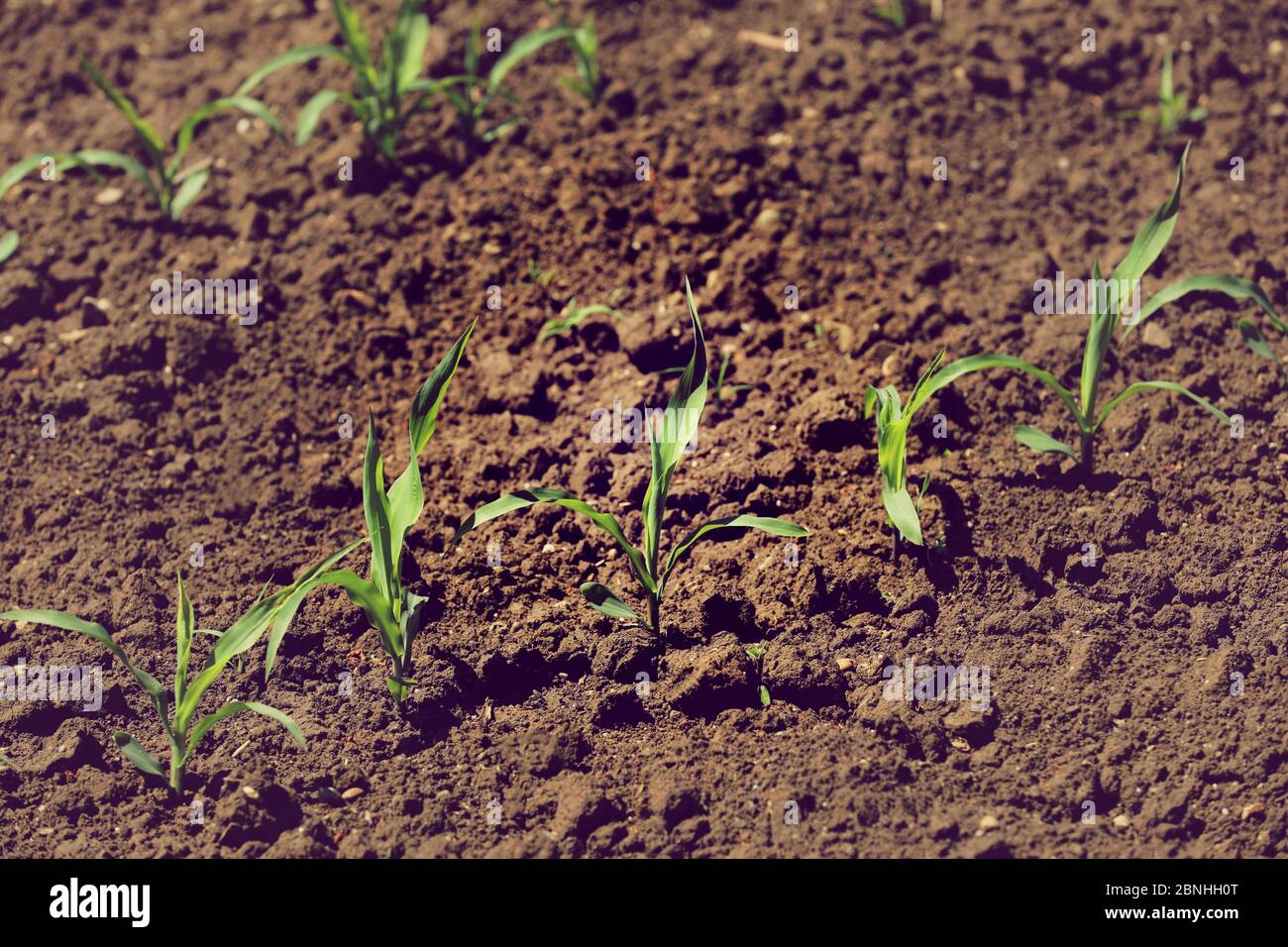 Field cultivation farm land Stock Photo - Alamy