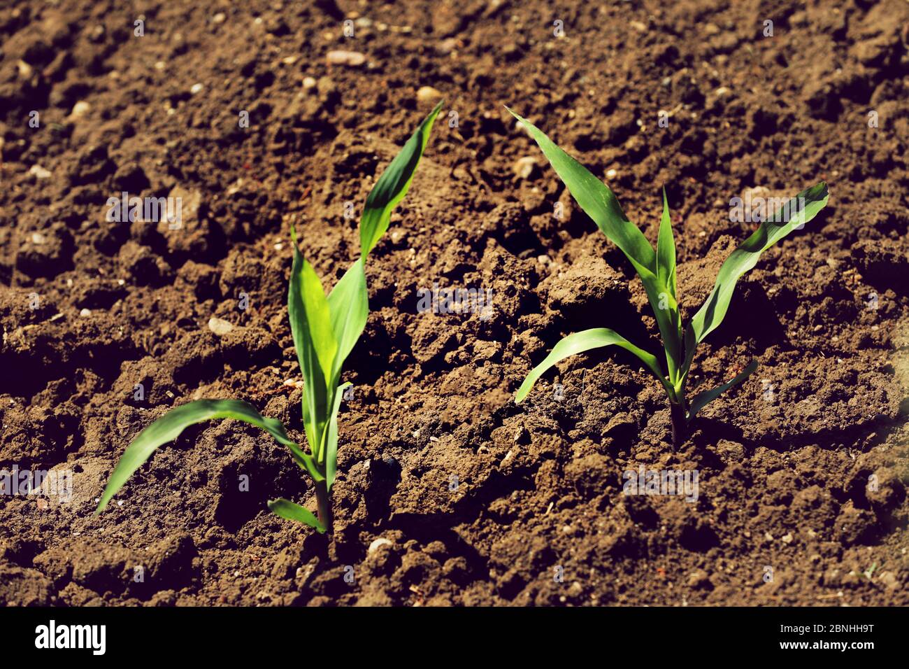 Field cultivation farm land Stock Photo - Alamy