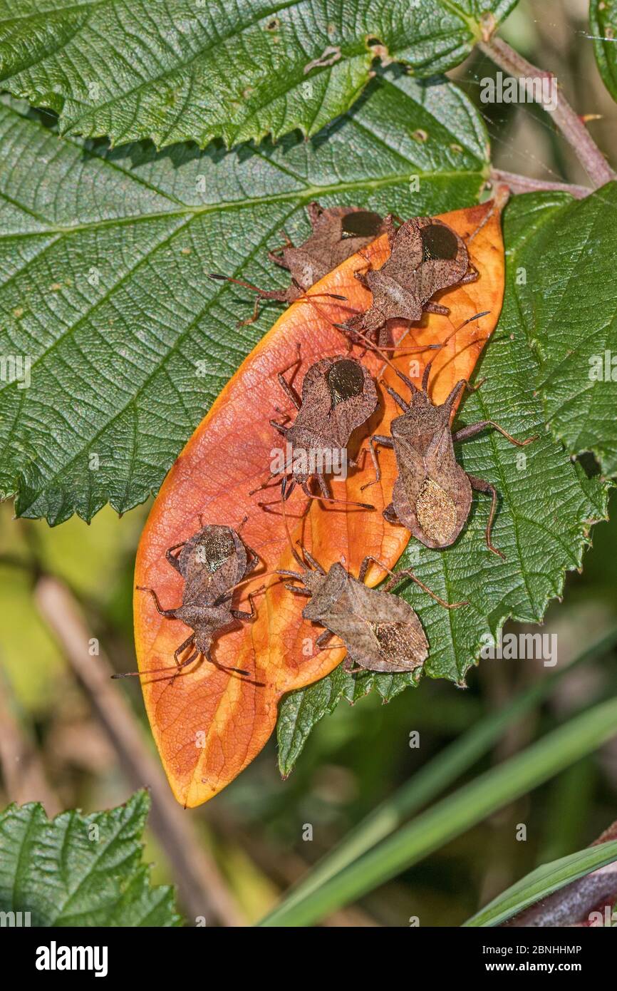 Dock bugs (Coreus marginatus) sunning themselves on an autumn leaf ...