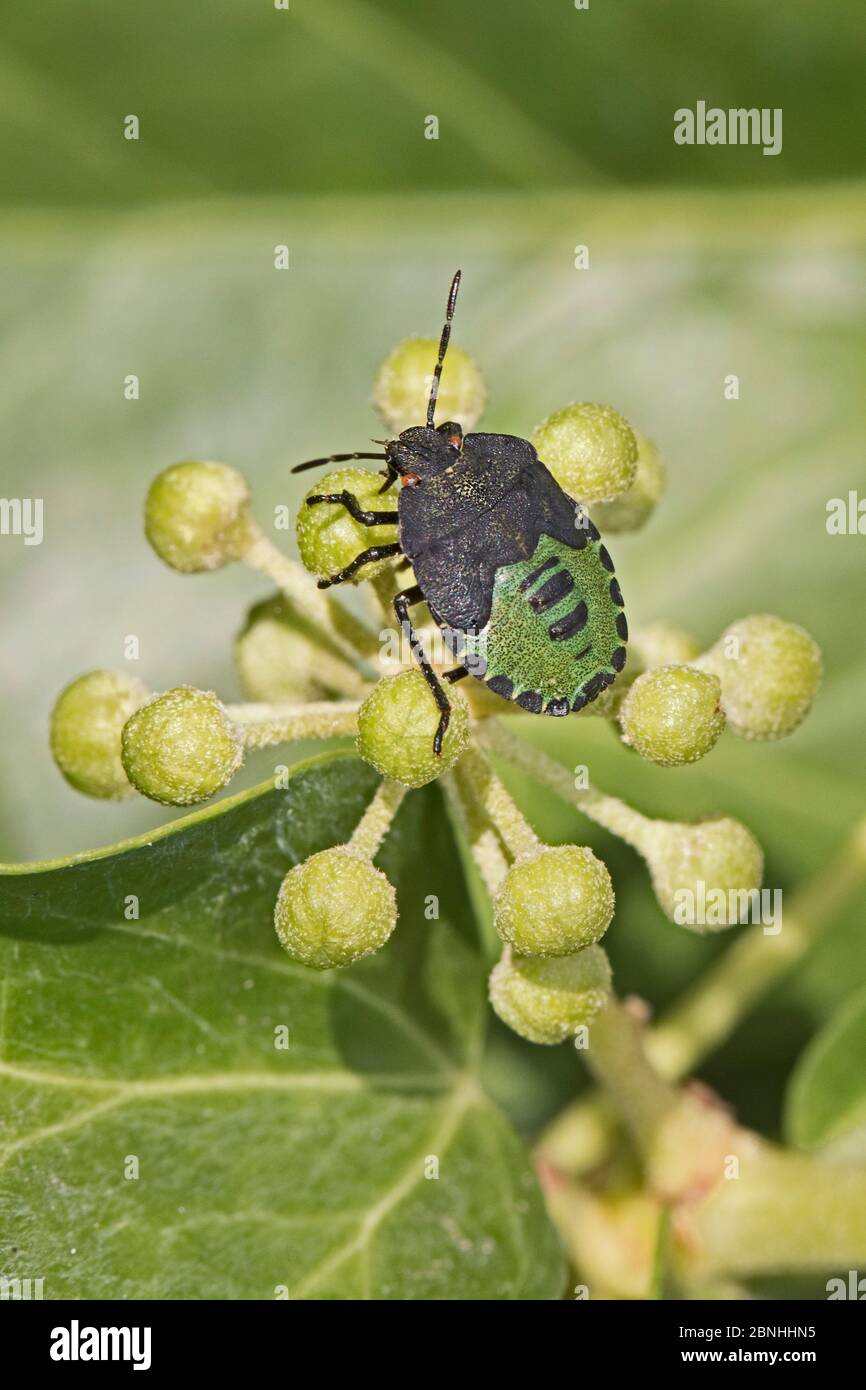 Shieldbug and nymphs uk hi-res stock photography and images - Alamy