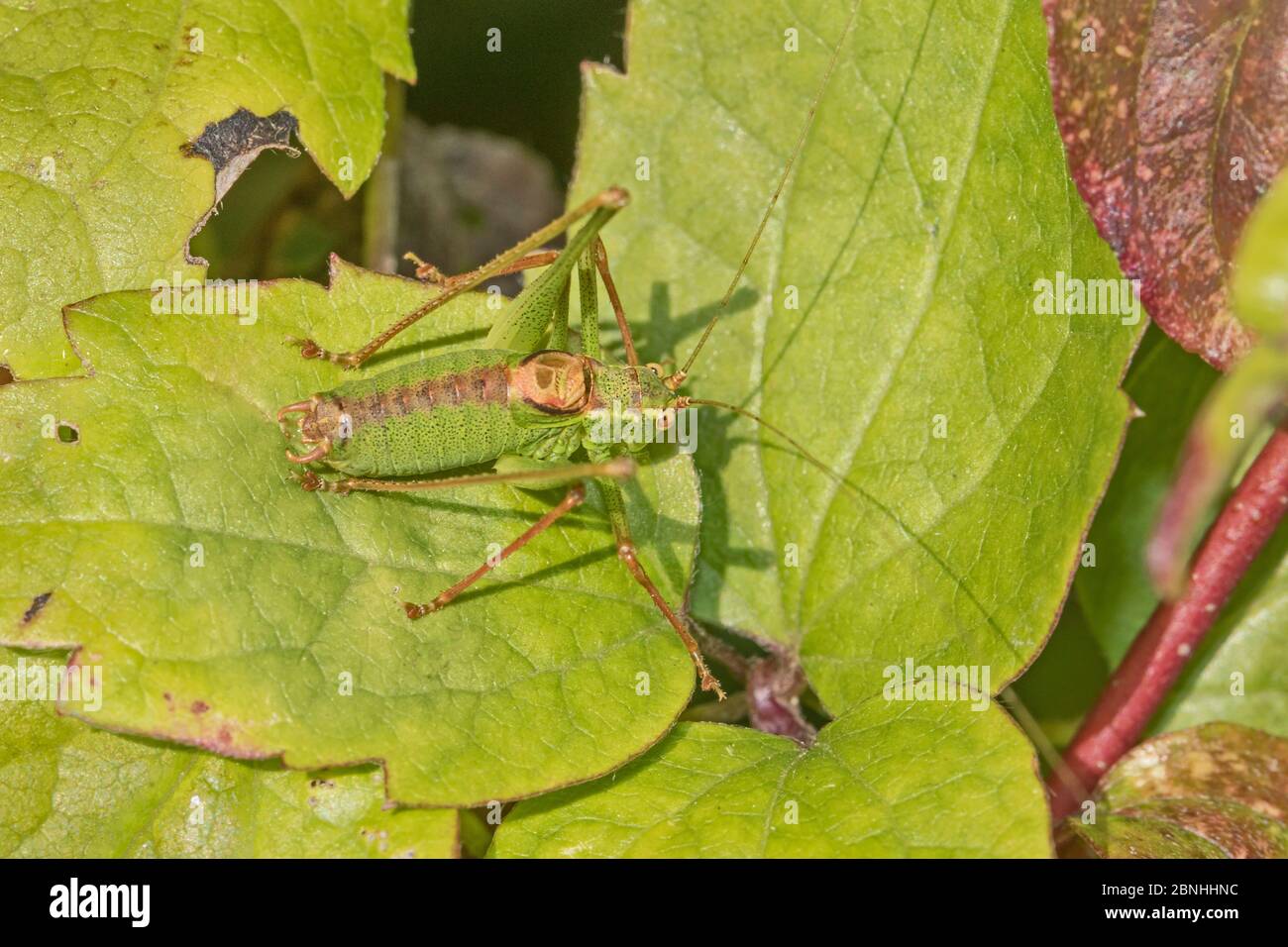 Speckled Bush-cricket (Leptophyes punctatissima) male camouflaged ...