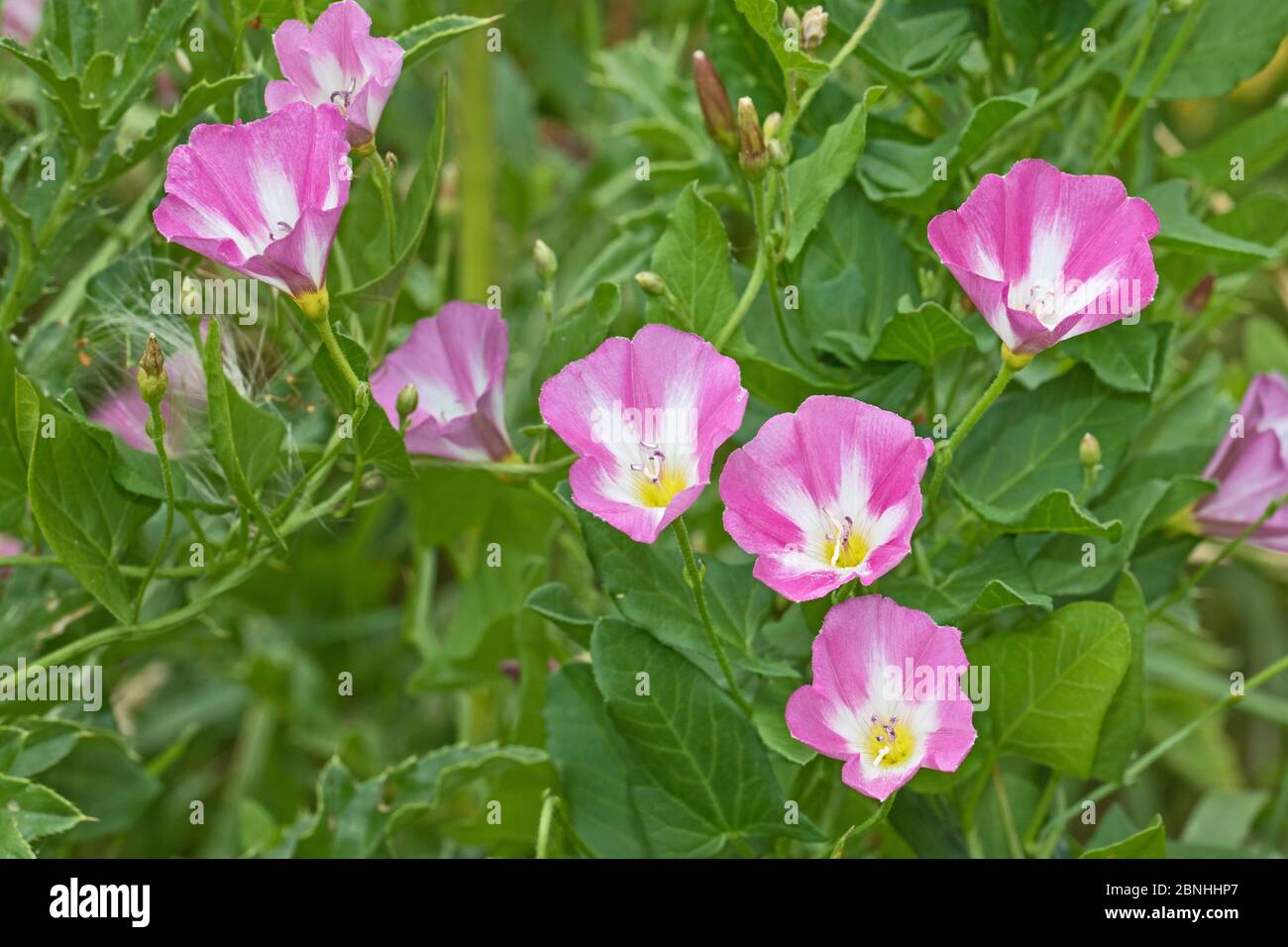Field bindweed (Convulvulus arvensis) Brockley Cemetery, Lewisham ...