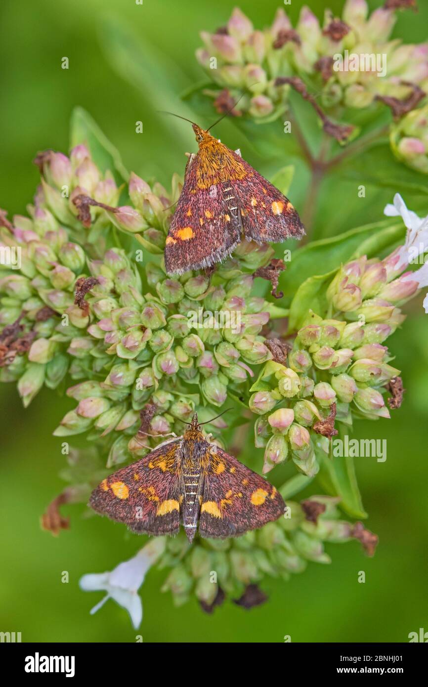 Purple and gold Micro-moths (Pyrausta purpuralis) resting on coriander ...