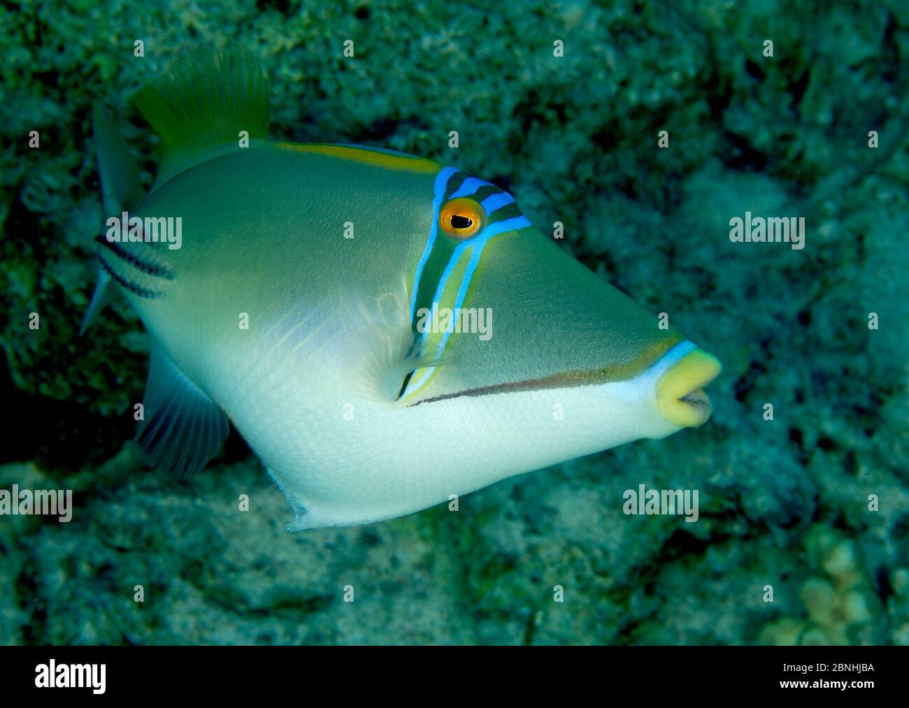 Laprickly triggerfish hi-res stock photography and images - Alamy