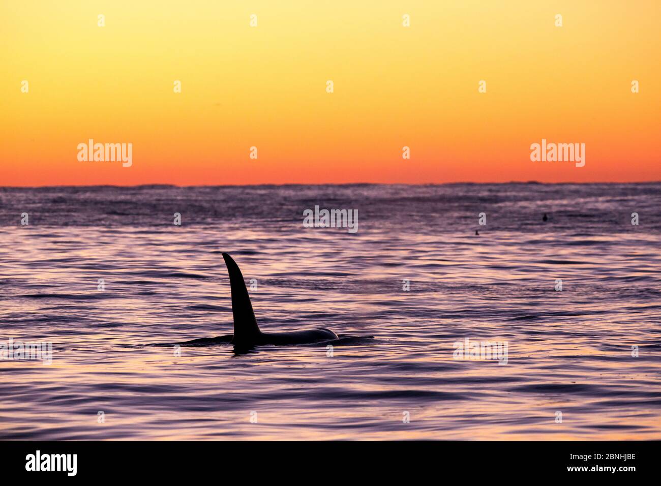 Adult male killer whale orcinus orca hi-res stock photography and ...
