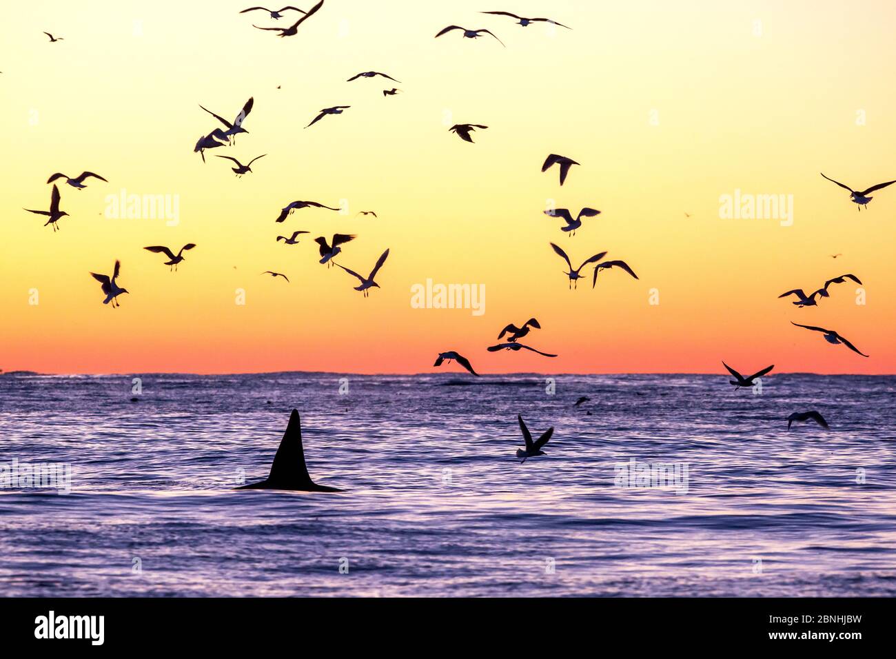 Adult male killer whale orcinus orca hi-res stock photography and ...