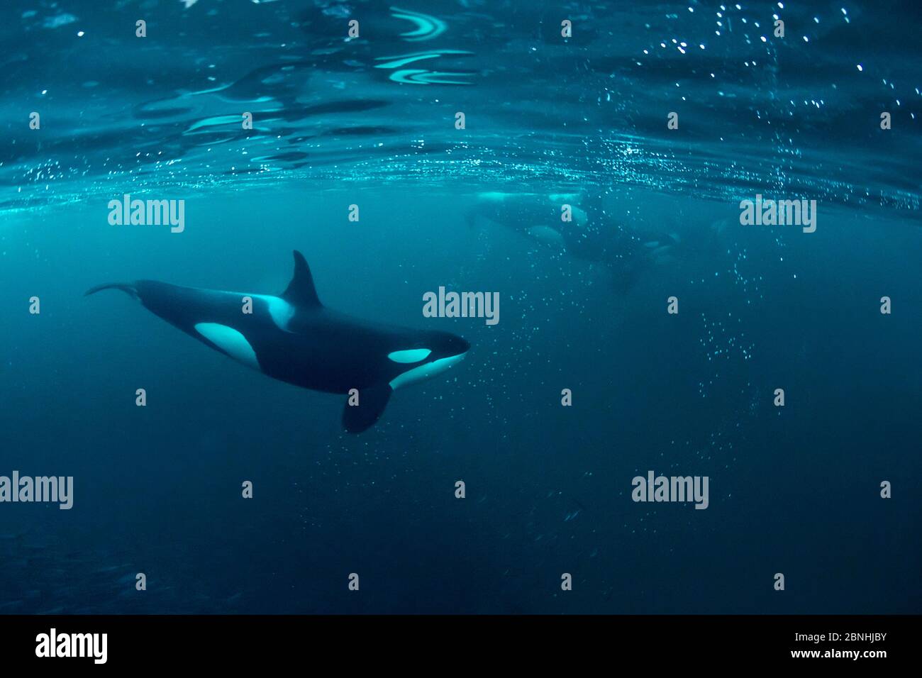Killer whale underwater pod hi-res stock photography and images - Alamy