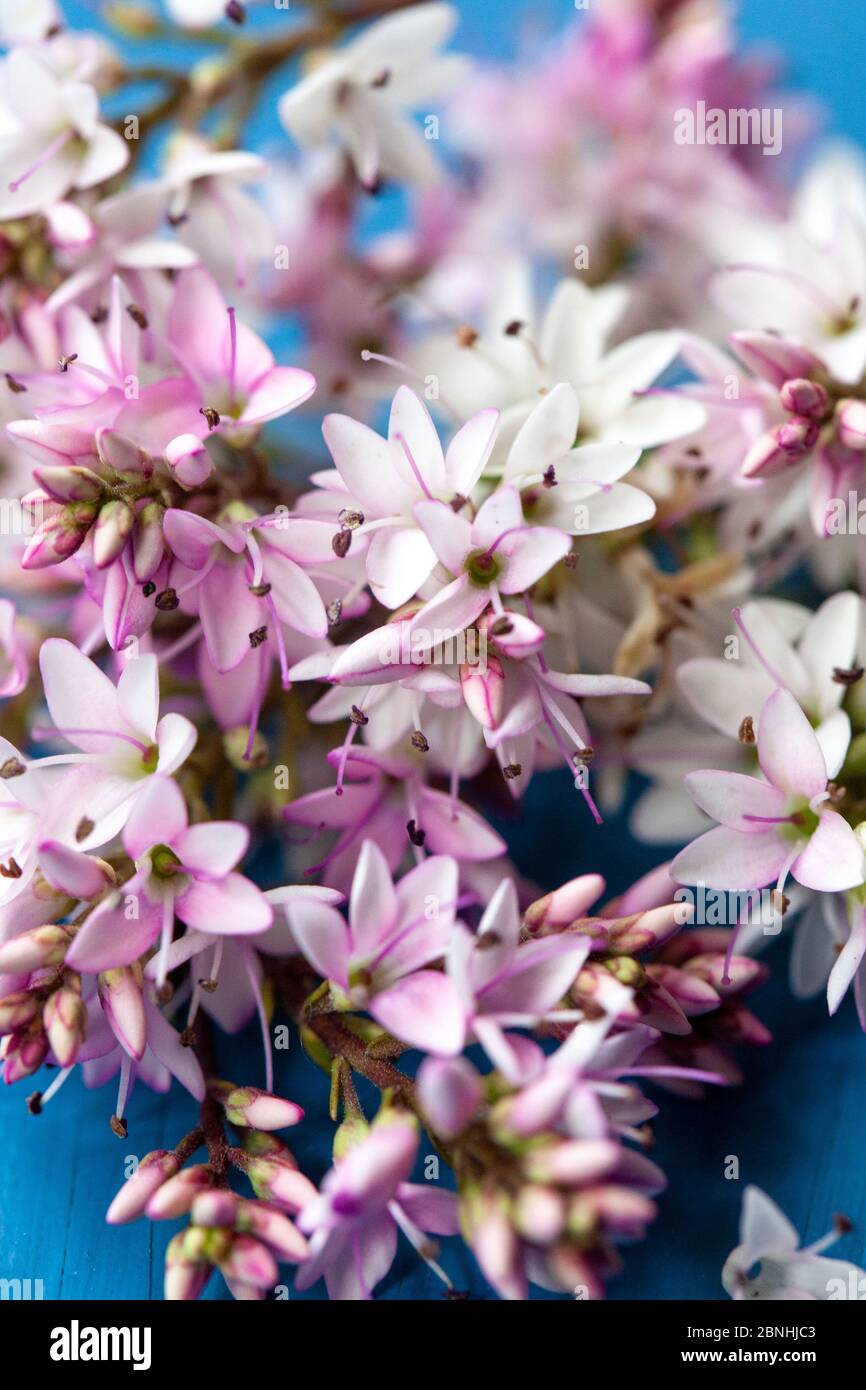 White Hebe Flower High Resolution Stock Photography and Images - Alamy