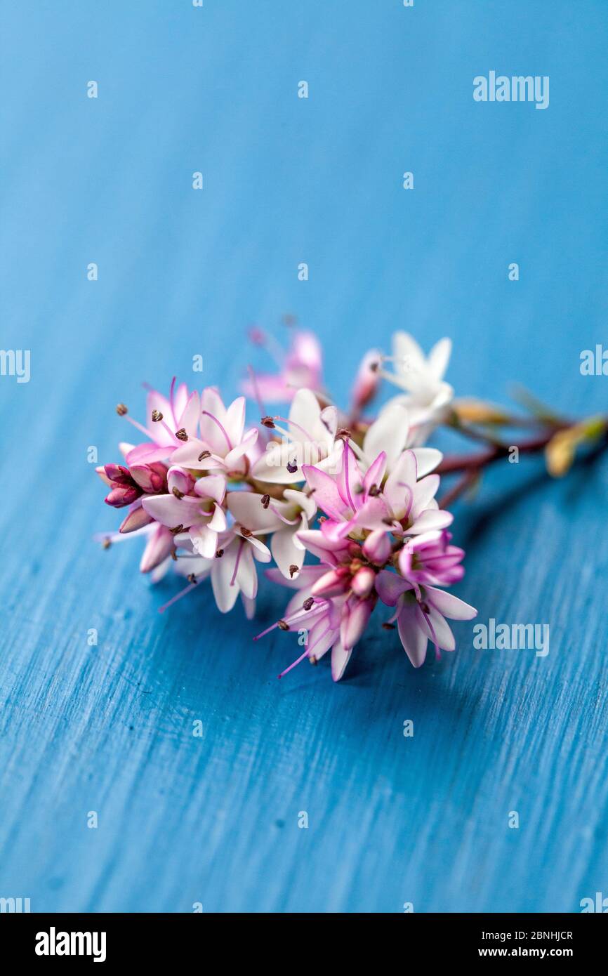 Hebe flowers hi-res stock photography and images - Alamy