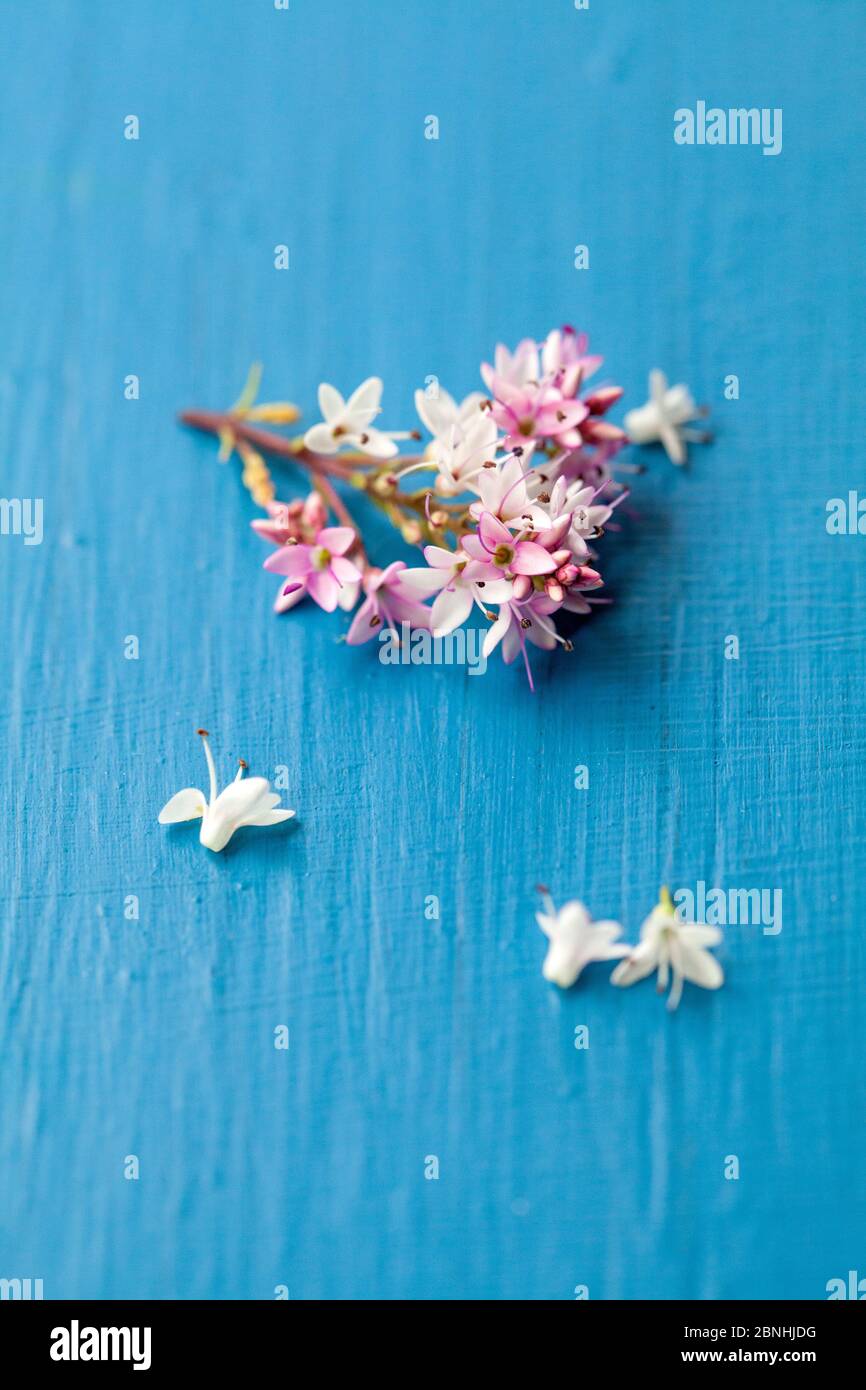 Hebe flowers hi-res stock photography and images - Alamy