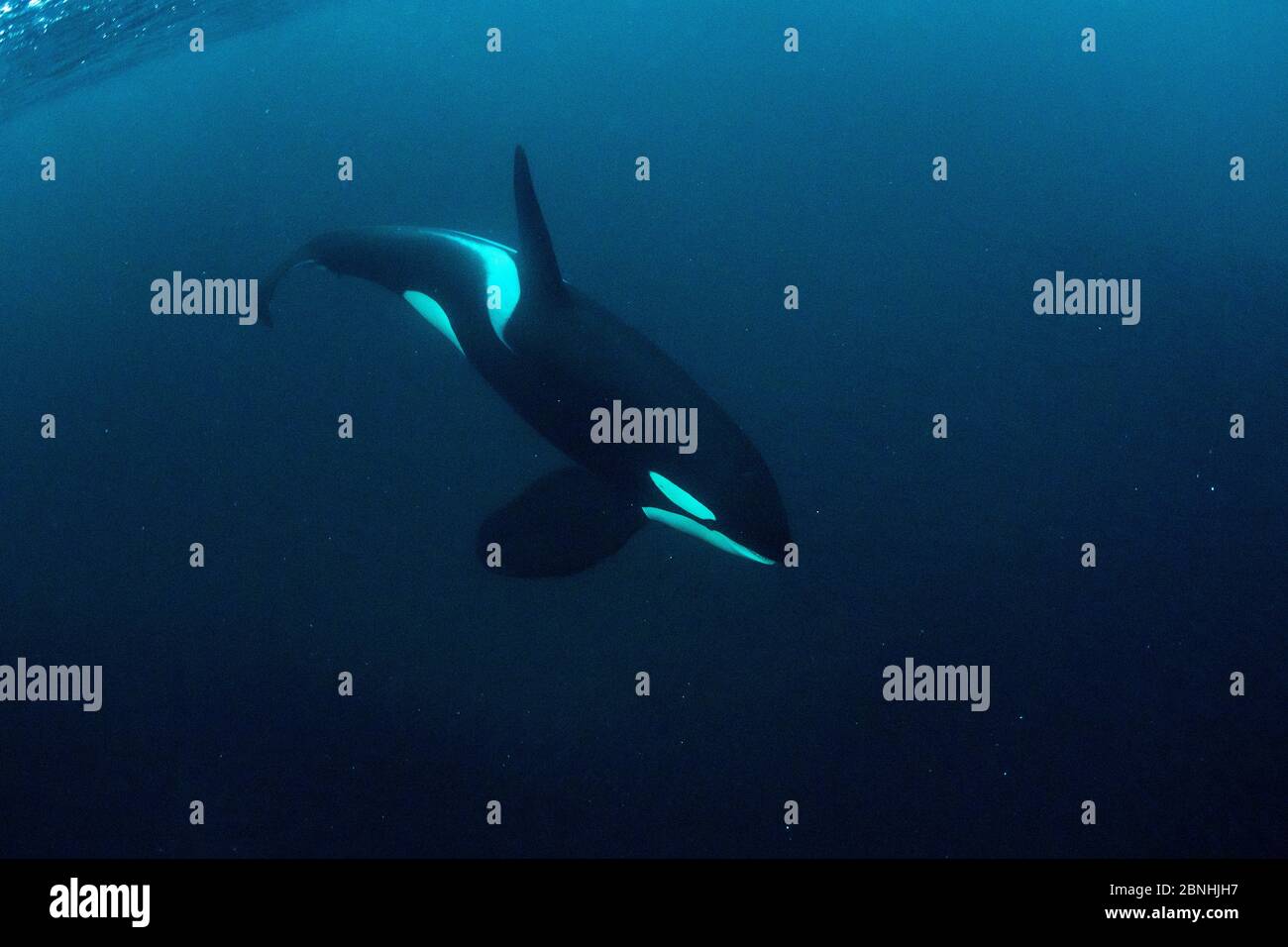 Killer whale (Orcinus orca) diving and hunting for herring fish (Clupea ...