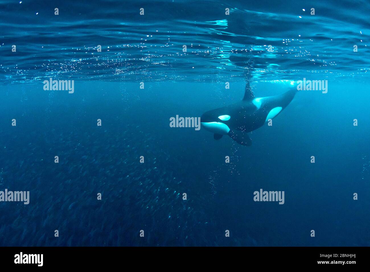 Killer whale (Orcinus orca) hunting for herring fish (Clupea harengus ...
