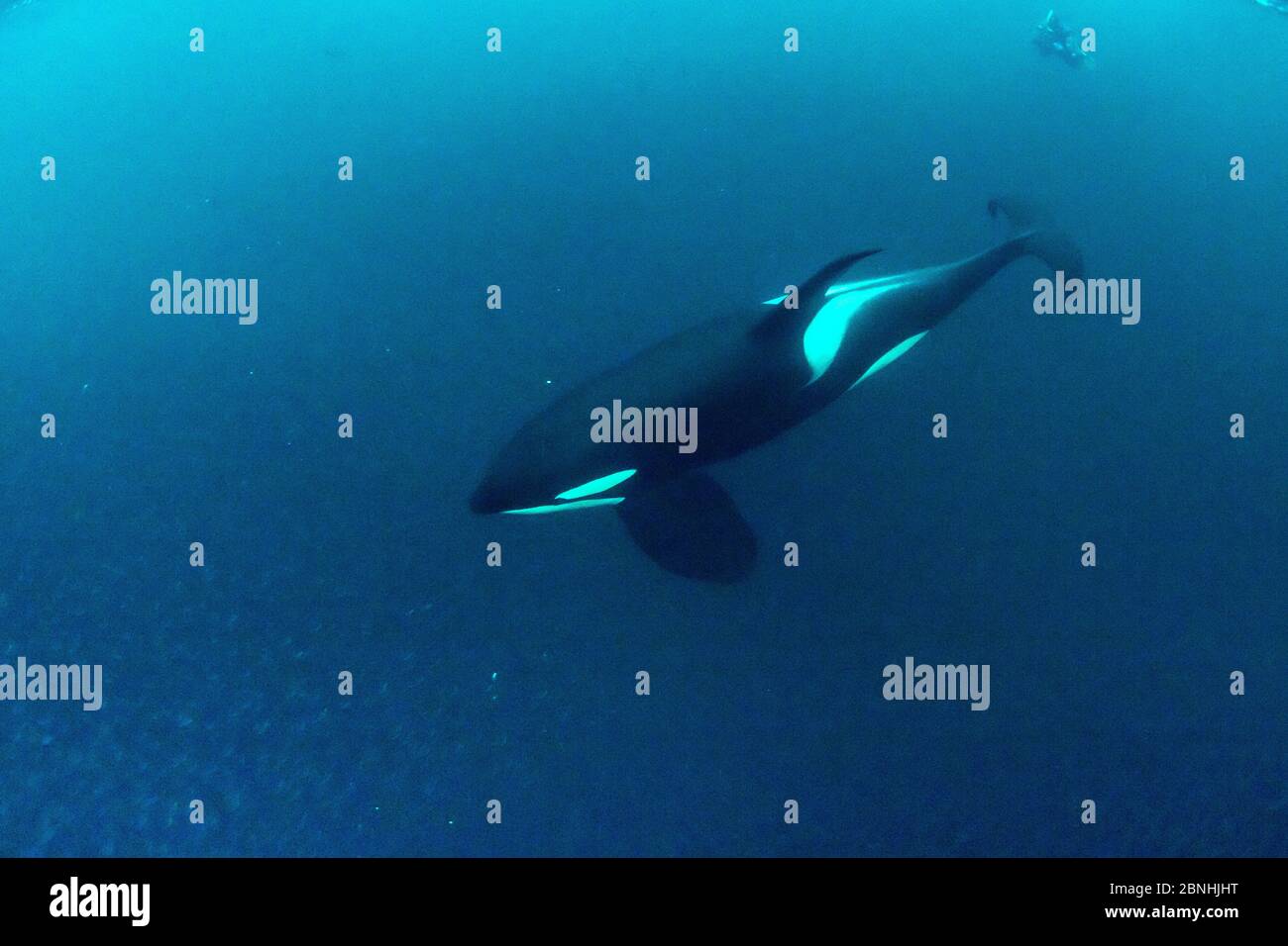 Killer whale (Orcinus orca) diving and hunting for herring fish (Clupea ...