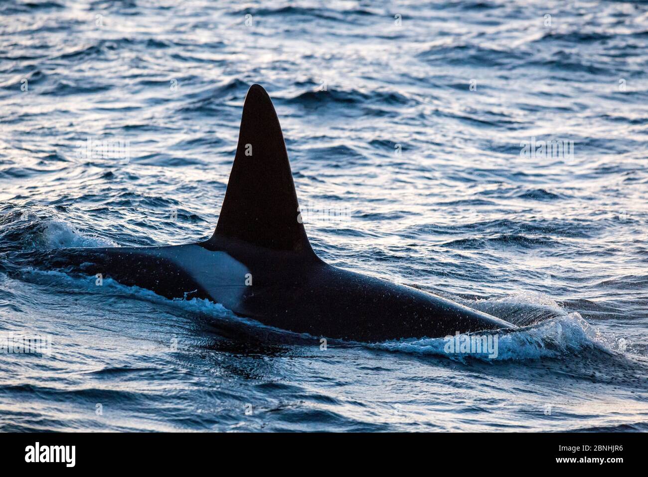 Killer whale (Orcinus orca) adult male surfacing, Andenes, Andoya ...