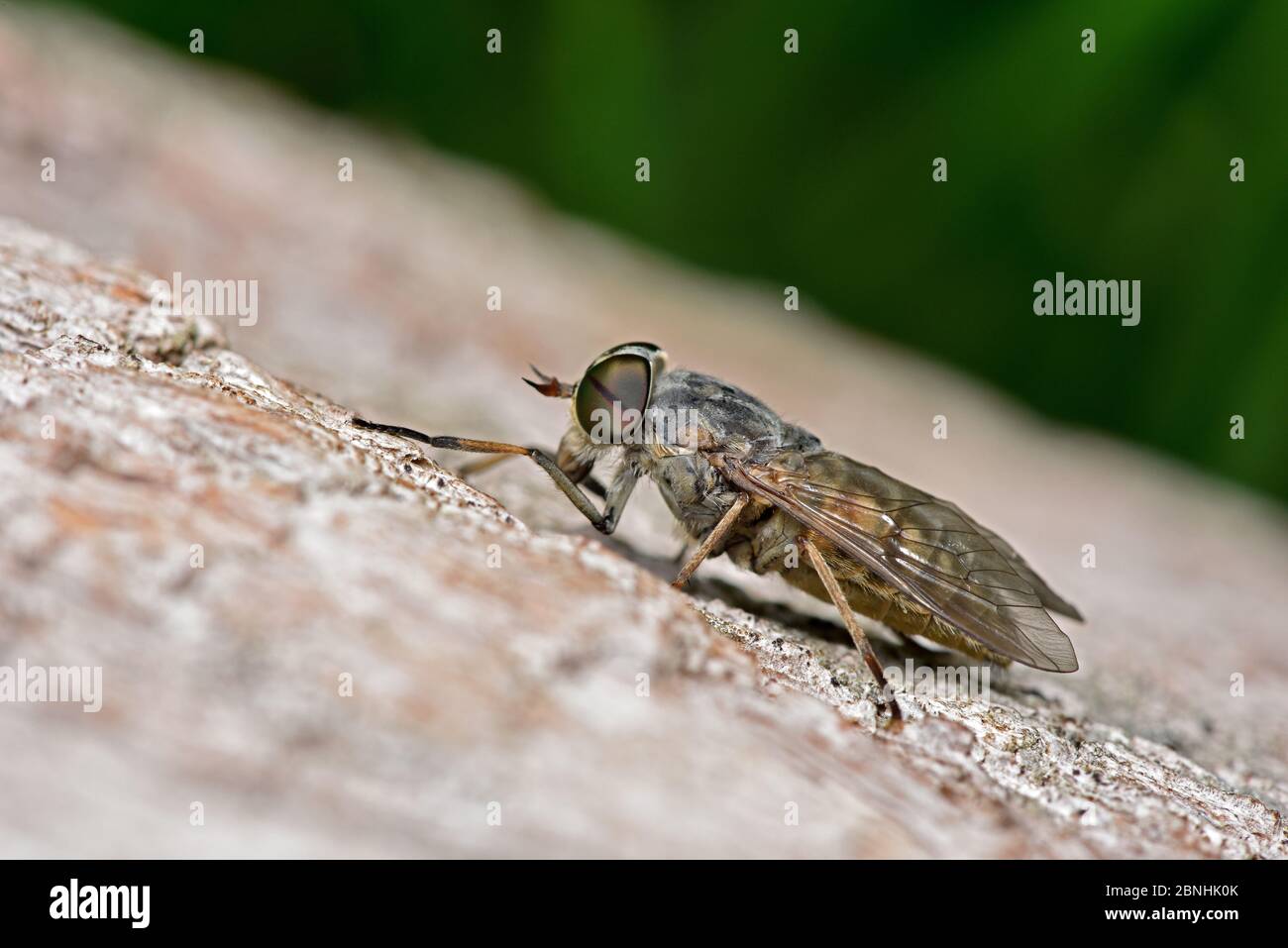 Horse fly (Tabanus bromius) on old dead log, Surrey, England, UK, June ...