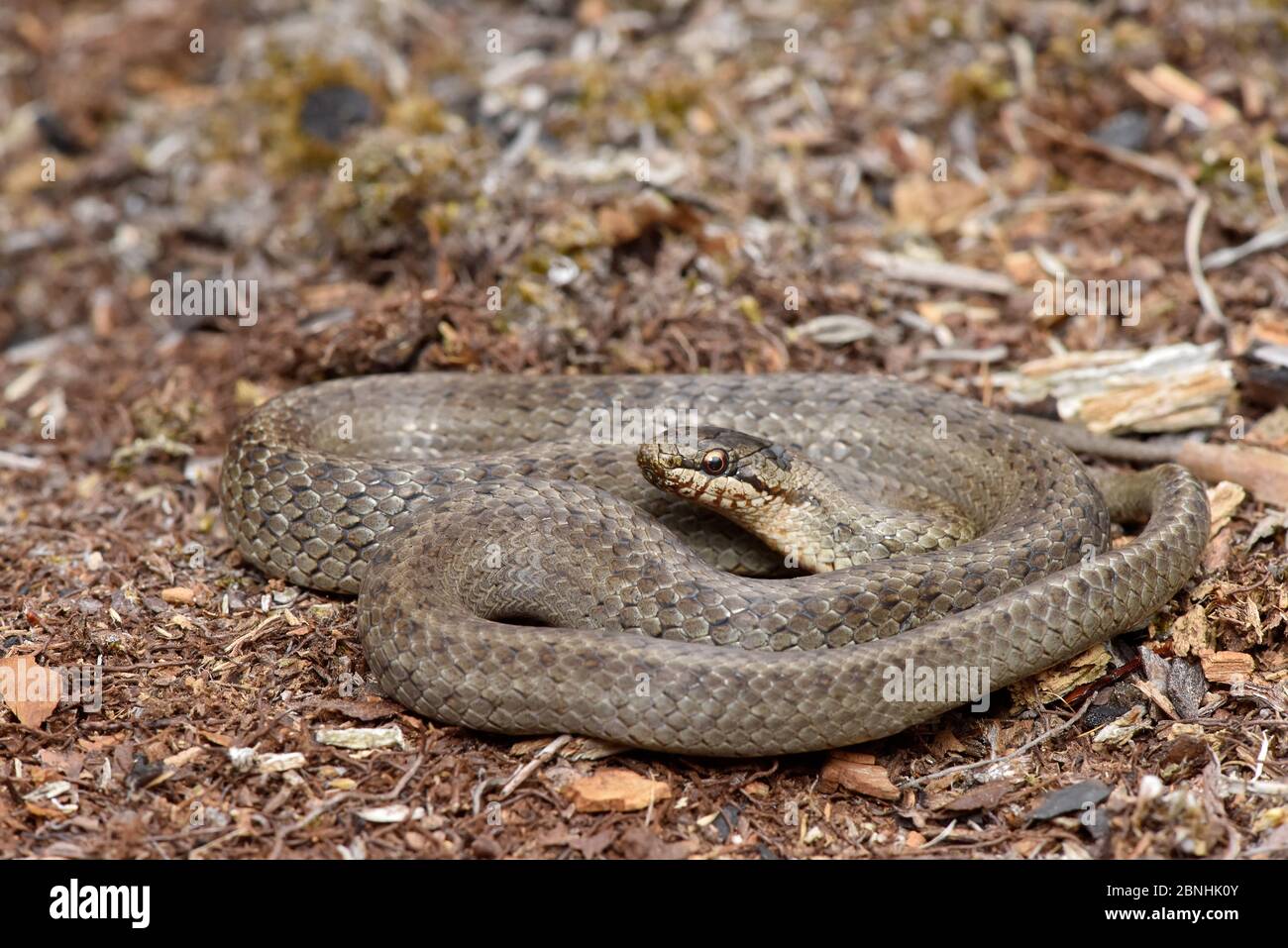 Smooth snakes hi-res stock photography and images - Alamy