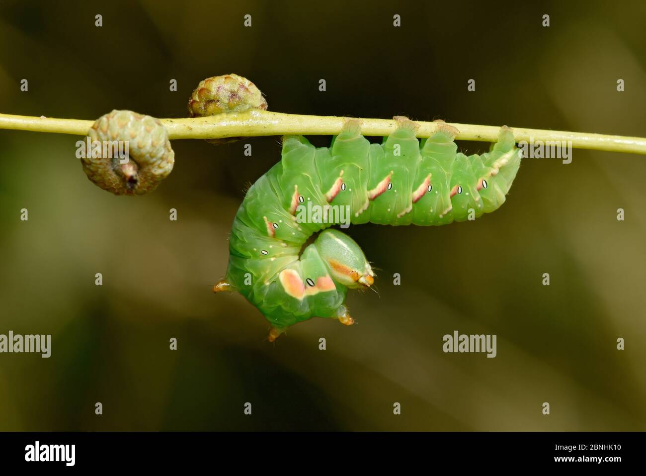 Great prominent hi-res stock photography and images - Alamy