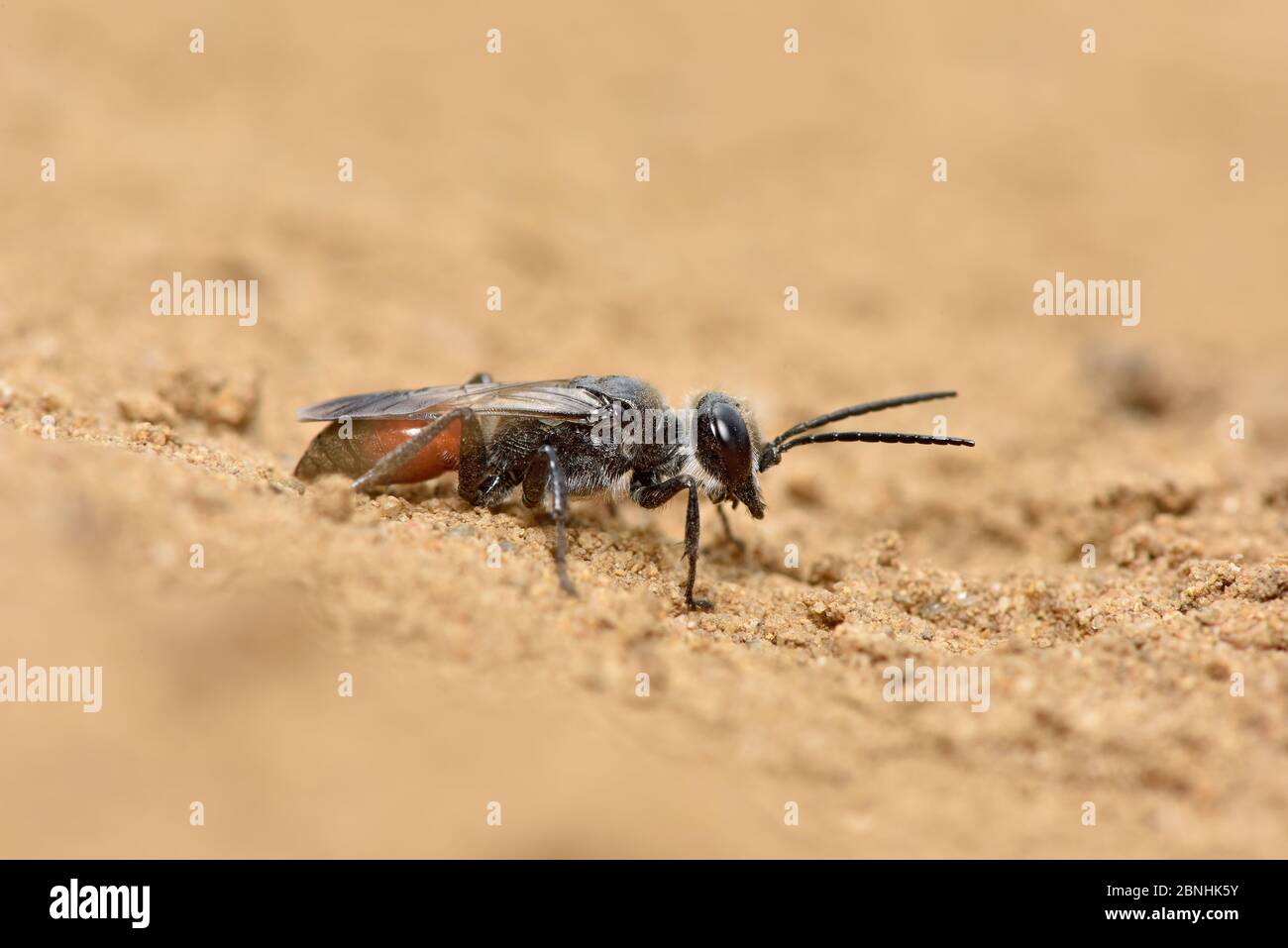 Shield Bug hunting wasp (Astata boops) on sandy heathland soil typical ...