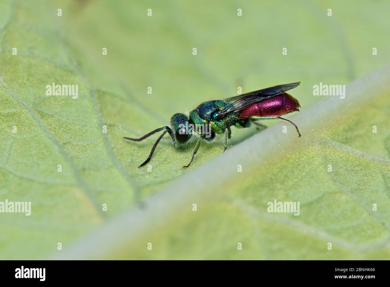 Chrysid wasp hi-res stock photography and images - Alamy