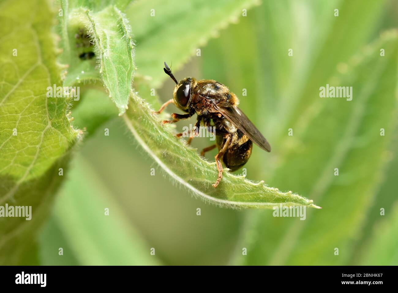 Hoverfly (Microdon devius) Hertfordshire, England, UK, June Stock Photo ...