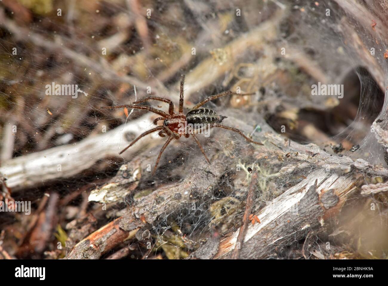 Labyrinth spider (Agelena labyrinthica) juvenile on web, Surrey ...