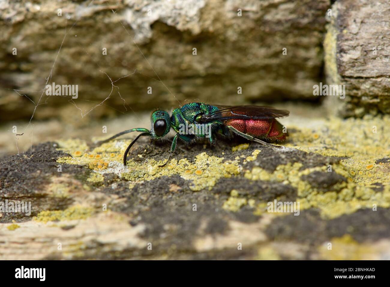 Jewel of cornwall hi-res stock photography and images - Alamy
