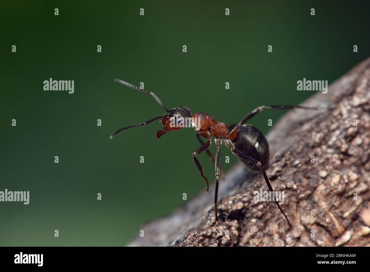 Wood Ant (Formica rufa) in defensive posture, Dorset, England, UK, May ...