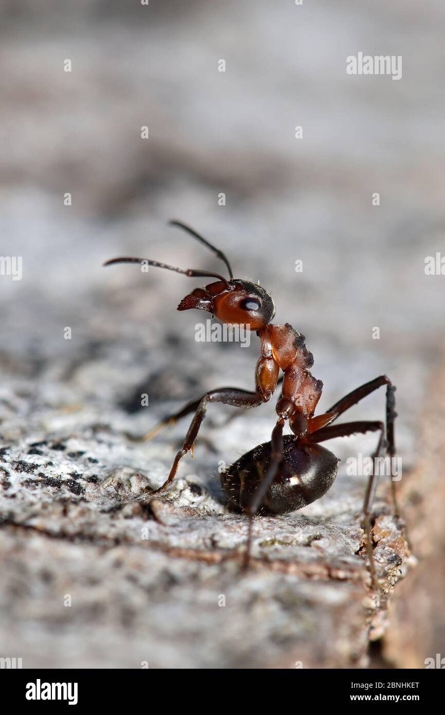 Wood Ant (Formica rufa) in defensive posture, Dorset, England, UK, May ...