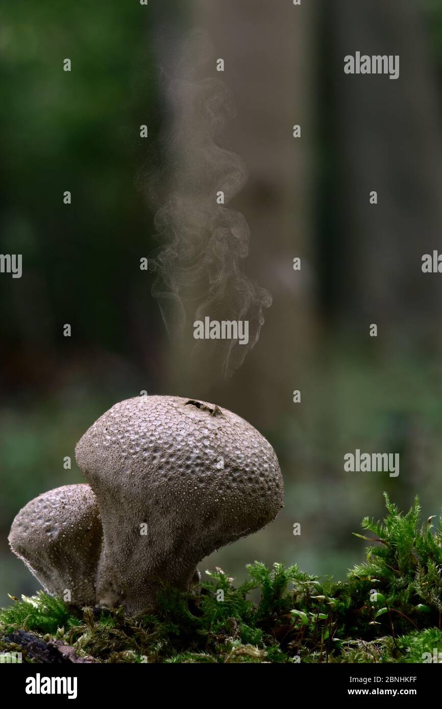 Puffball releasing spores hi-res stock photography and images - Alamy