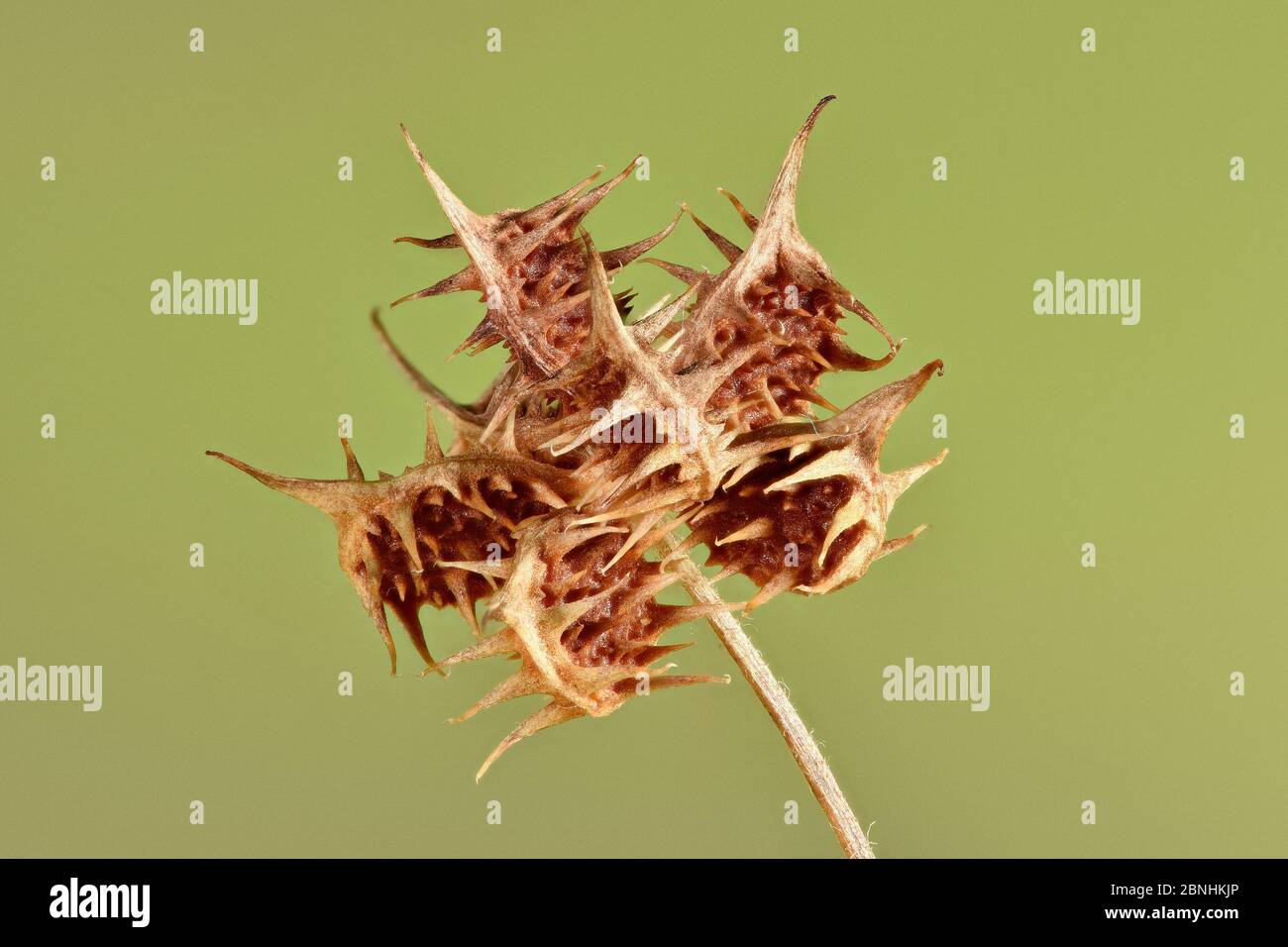 Corn buttercup (Ranunculus arvensis) close up of seed head, England, UK ...