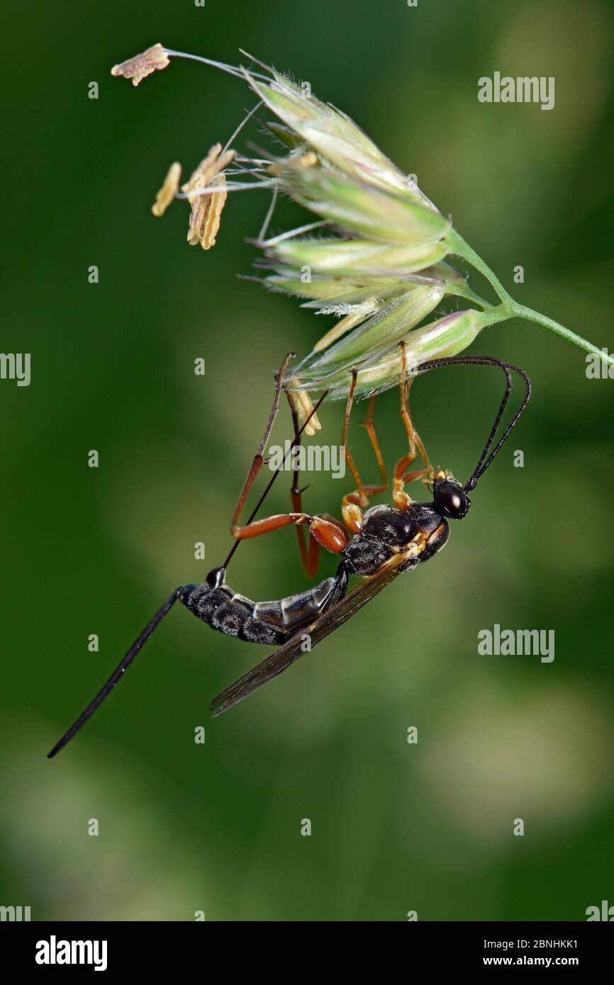 Ichneumon wasp lissonota sp insect hi-res stock photography and images ...