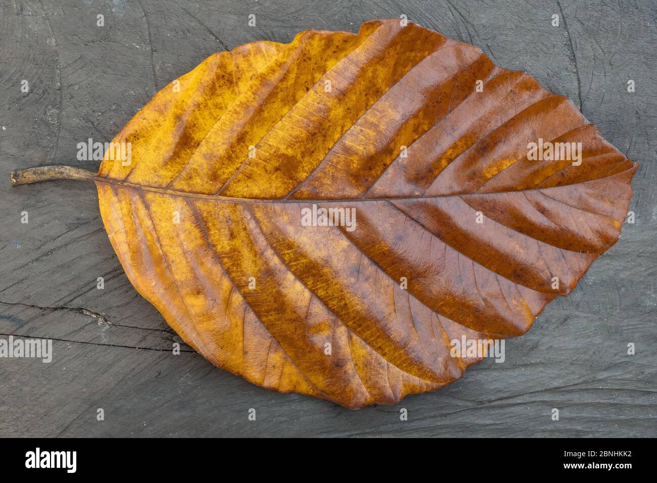 Large yellow leaf hi-res stock photography and images - Alamy