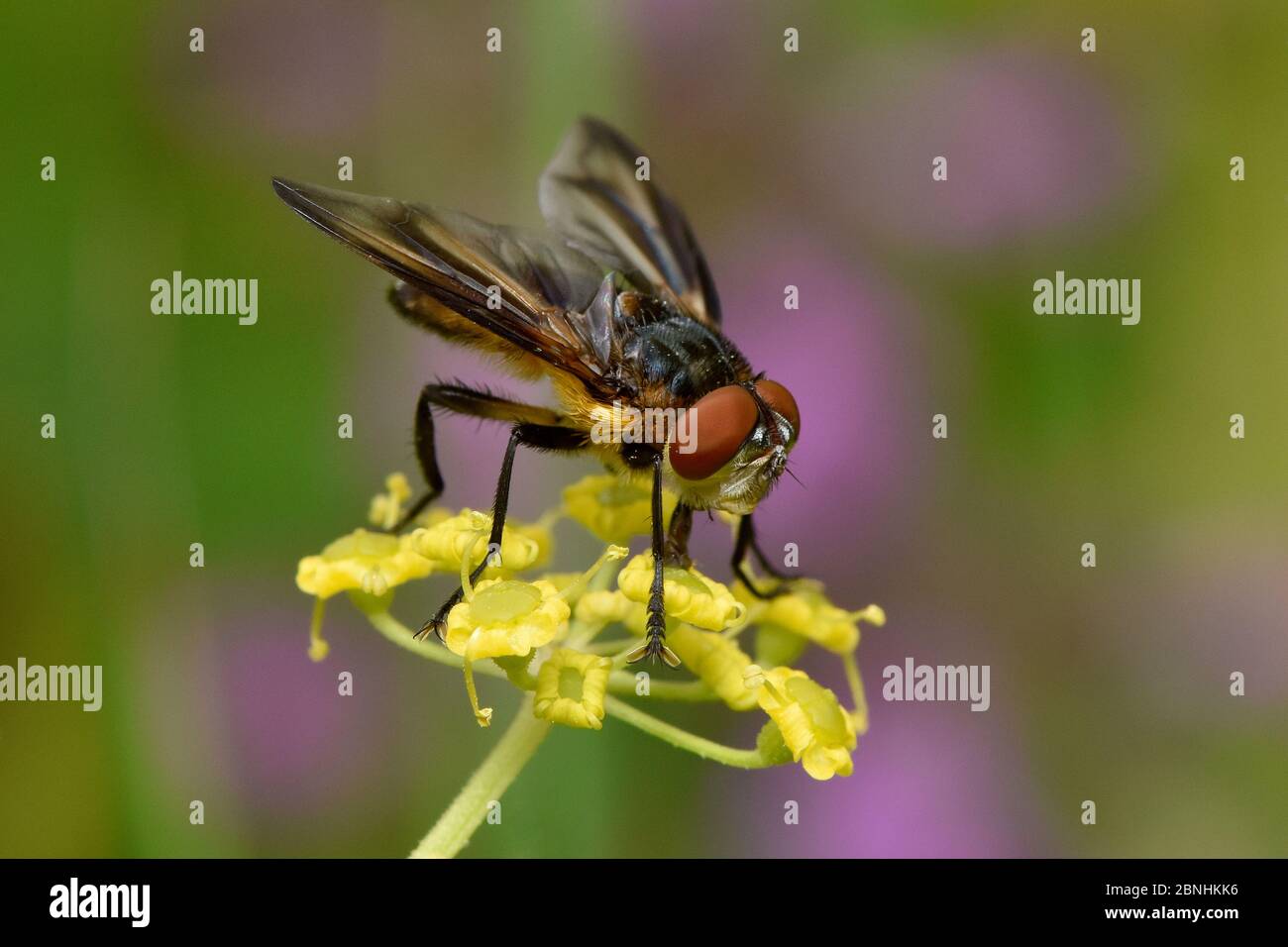 Tachnid fly (Phasia hemiptera) male feeding on flower of wild parsnip ...