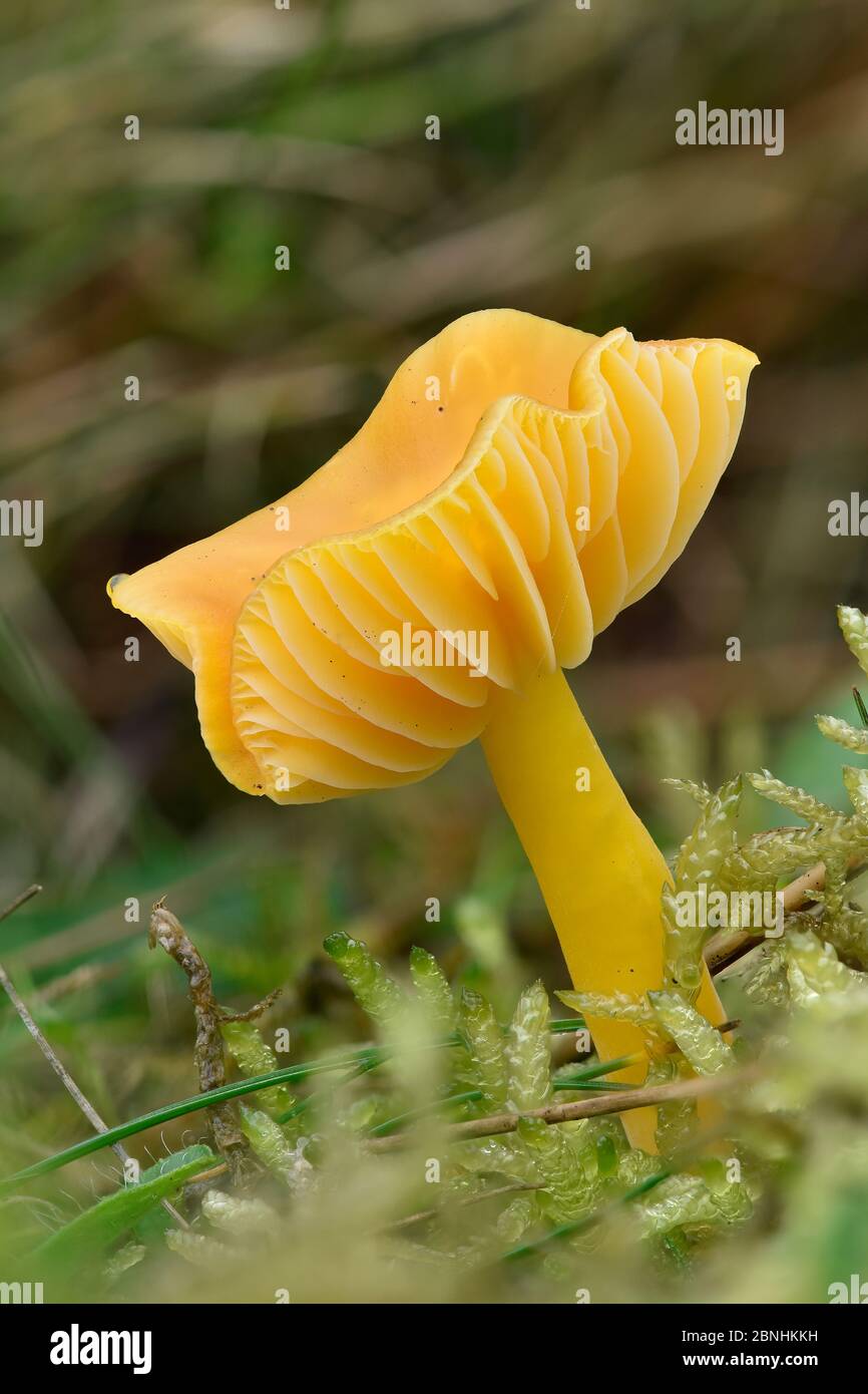 Golden waxcap hi-res stock photography and images - Alamy