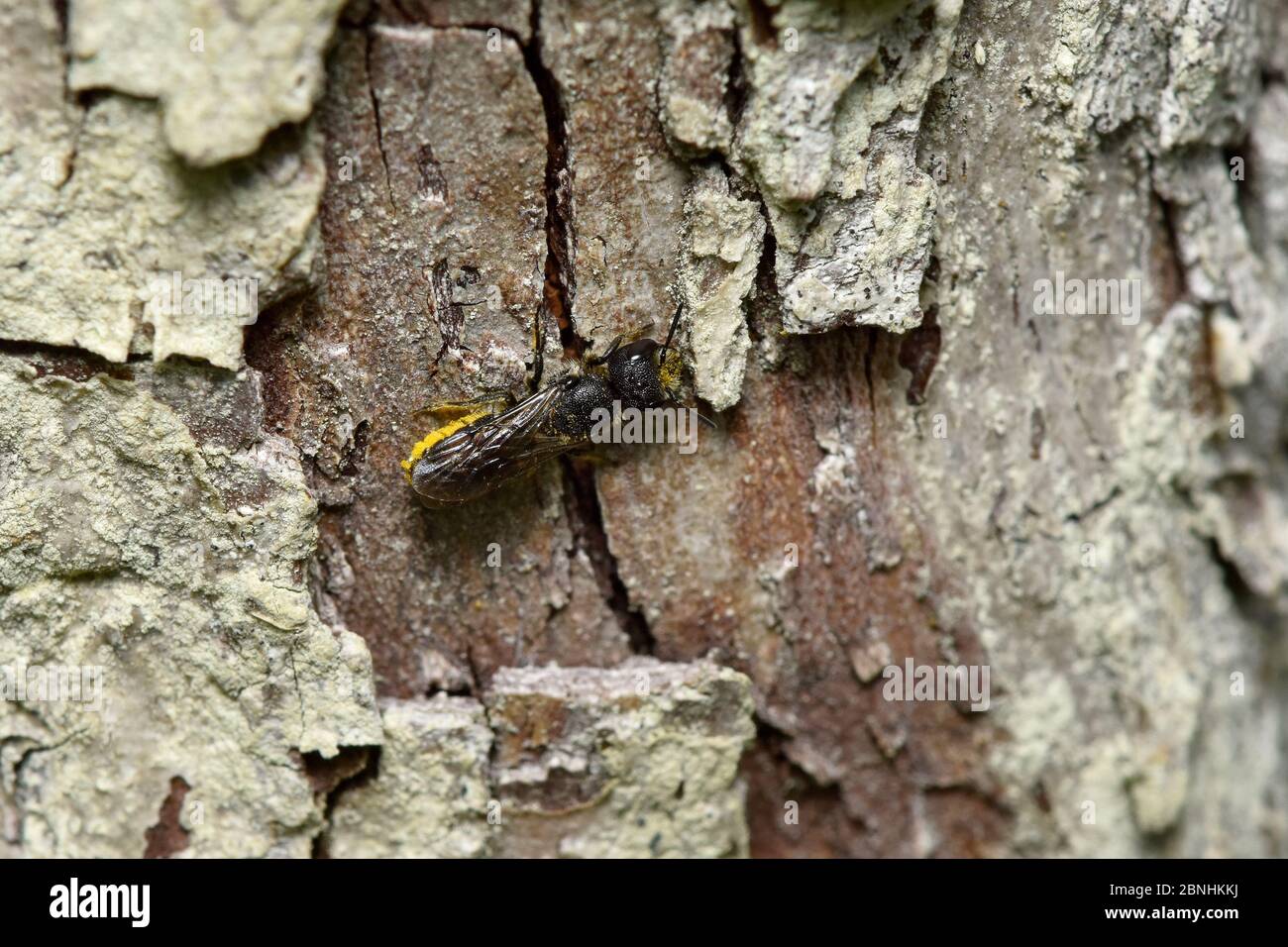 Daisy carpenter bee (Heriades truncorum) small cavity nesting bee ...