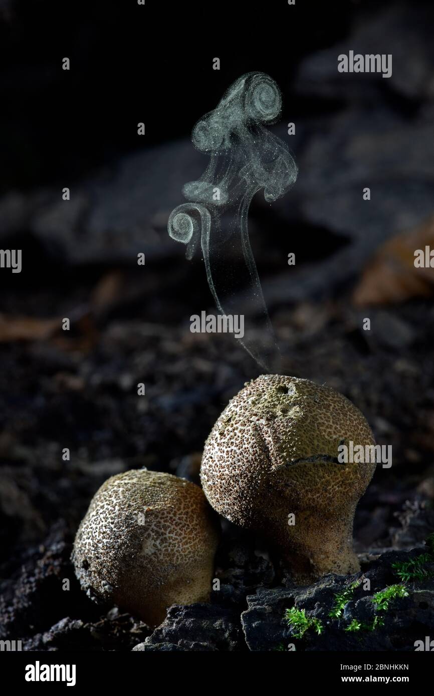 Puffball Mushroom Releasing Spores