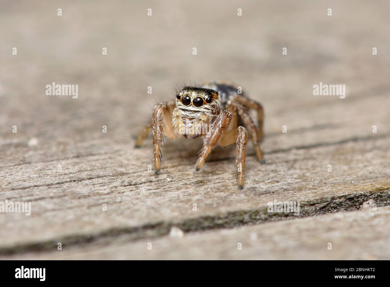 Jumping spider (Evarcha arcuata) female, Surrey, England, UK, August ...