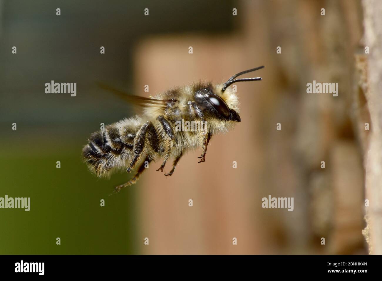 Leaf-cutter bee (Megachile ligniseca) male flying around garden bee ...