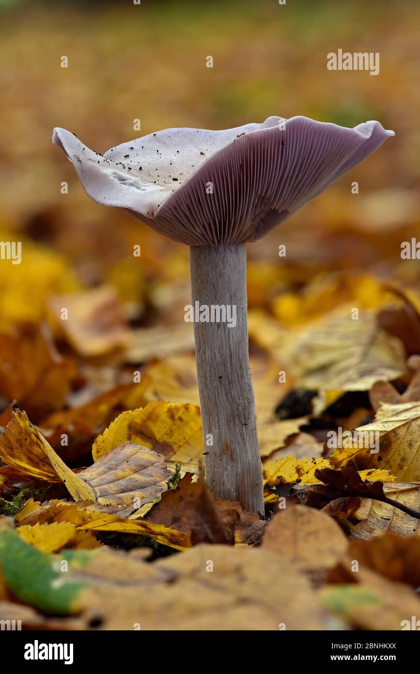 Wood blewit (Lepista nuda) single fungi growing from forest floor ...