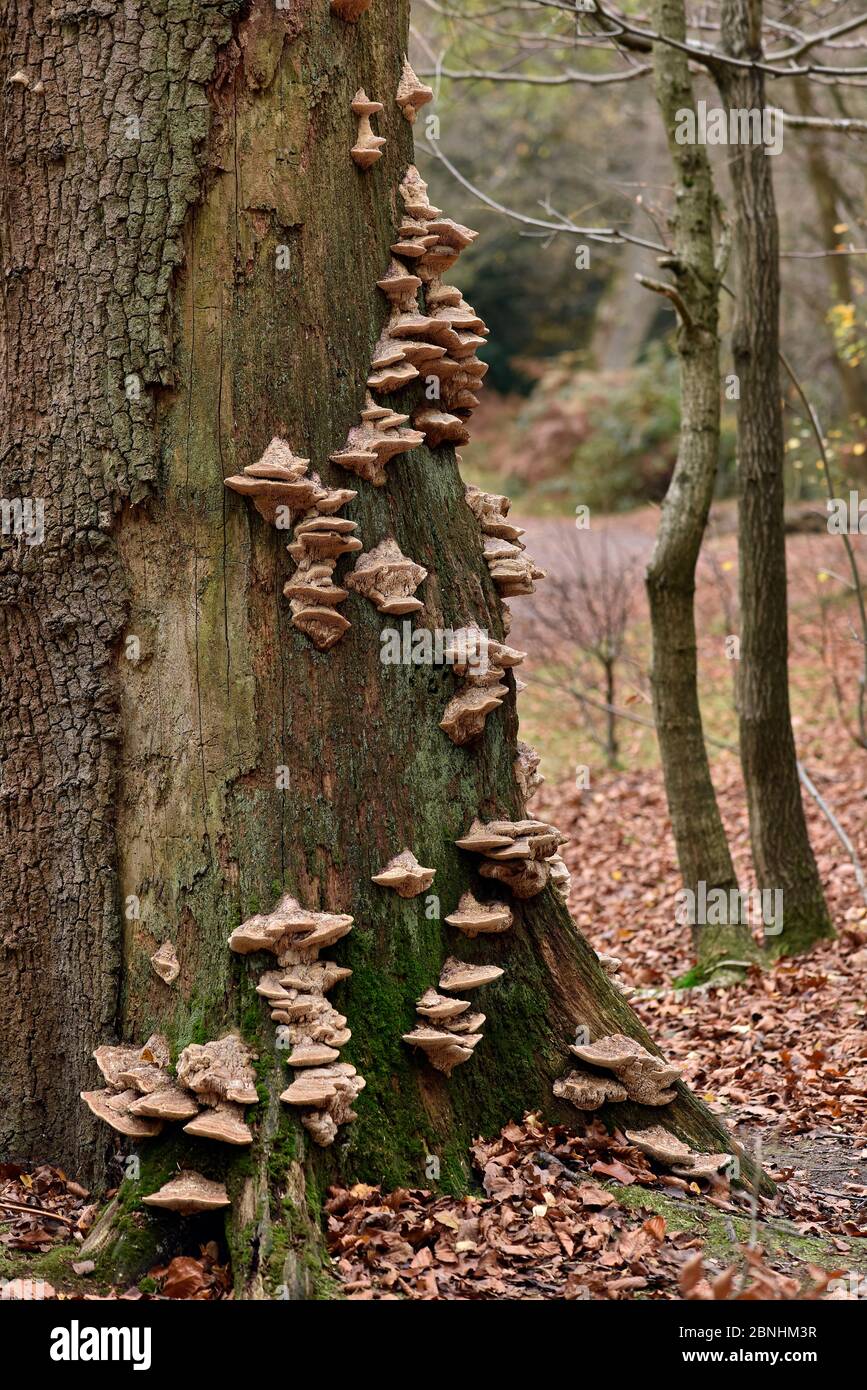 Oak mazegill (Daedalea quercina) large group of bracket fungi growing ...