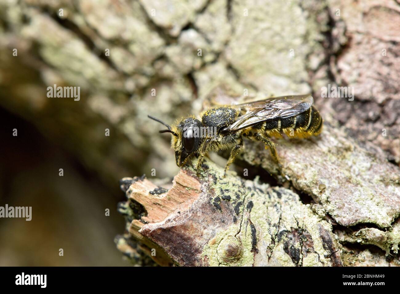 Daisy carpenter bee (Heriades truncorum) Berkshire, England, UK, July ...