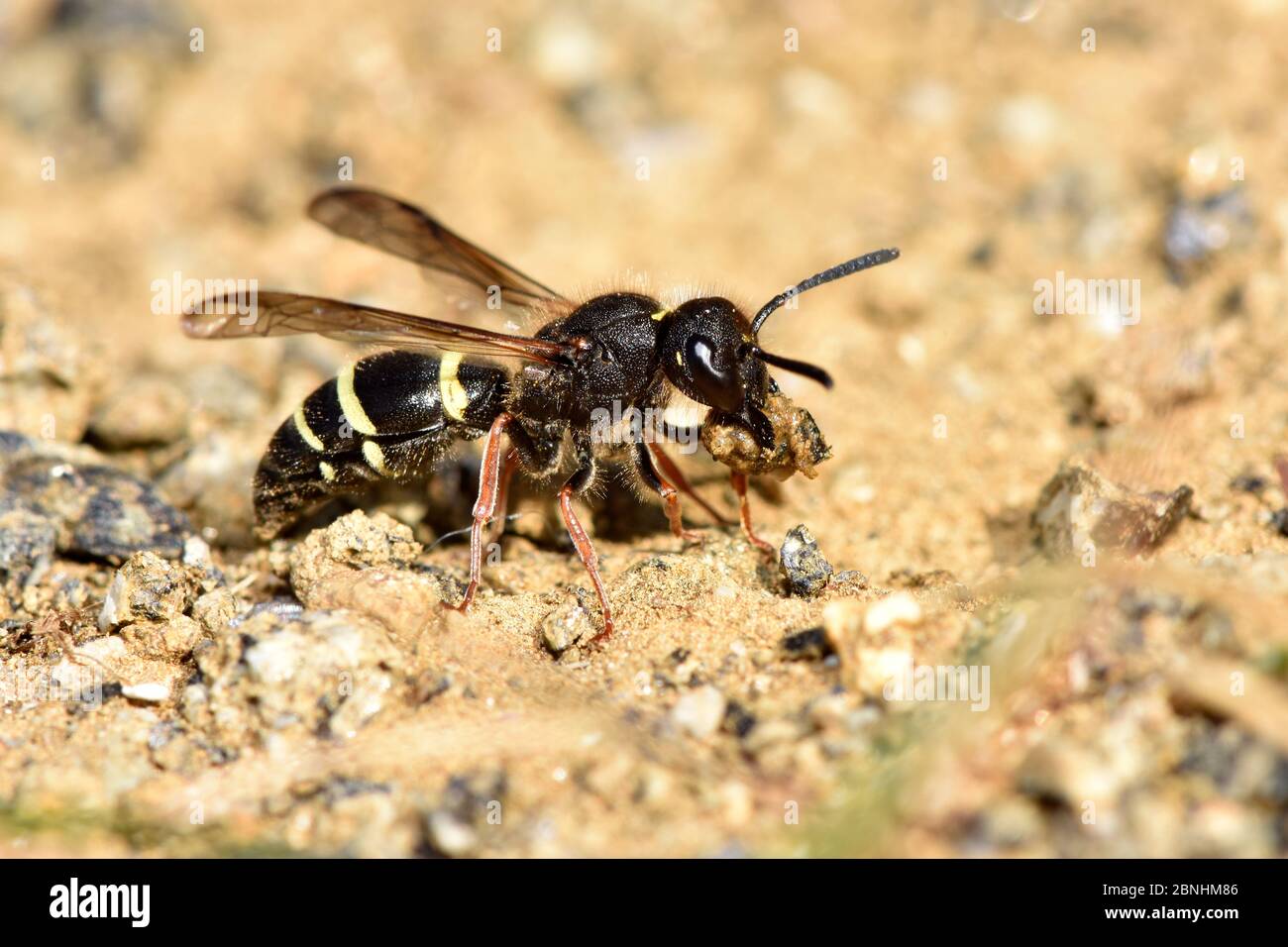 Wasp Urban Dictionary