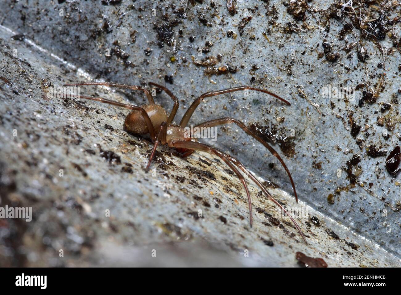 Cave spider (Meta bourneti) on inside lid of drain cover, London ...