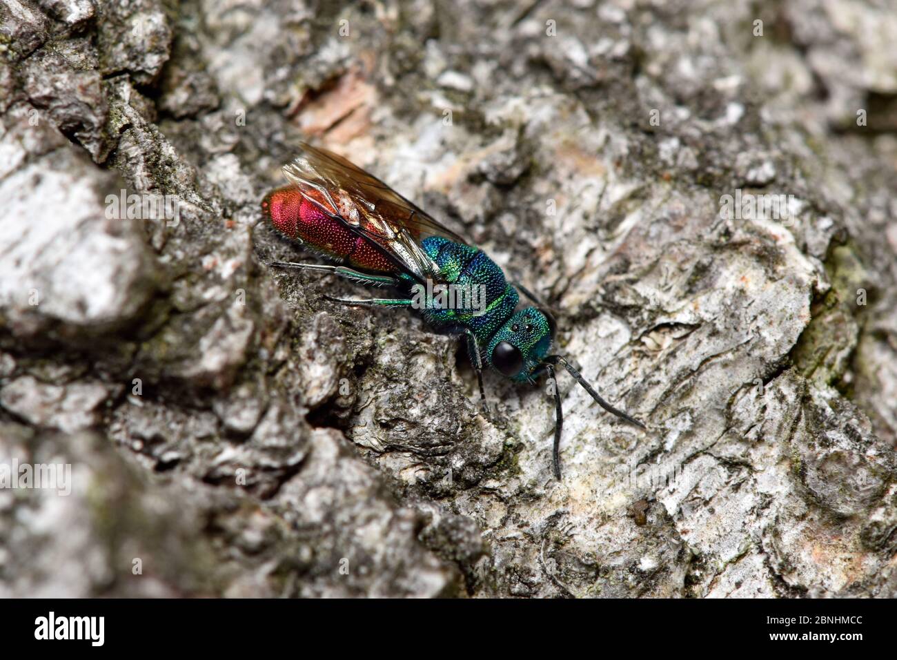Chrysid wasp (Chrysis ignita) parasitic cuckoo wasp on dead tree ...