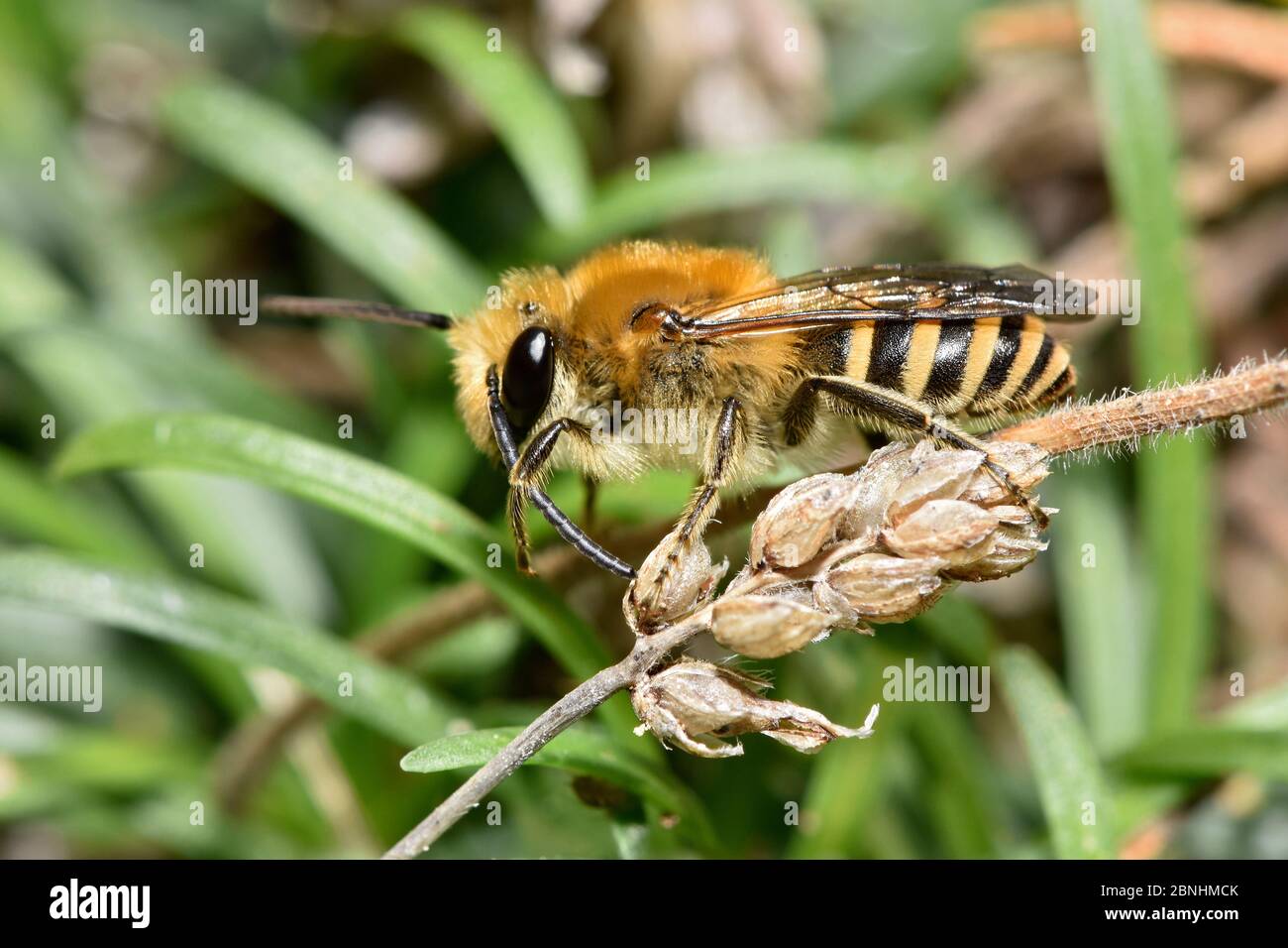 Ivy bee (Colletes hederae) new species to the UK in 2001 this bee has ...