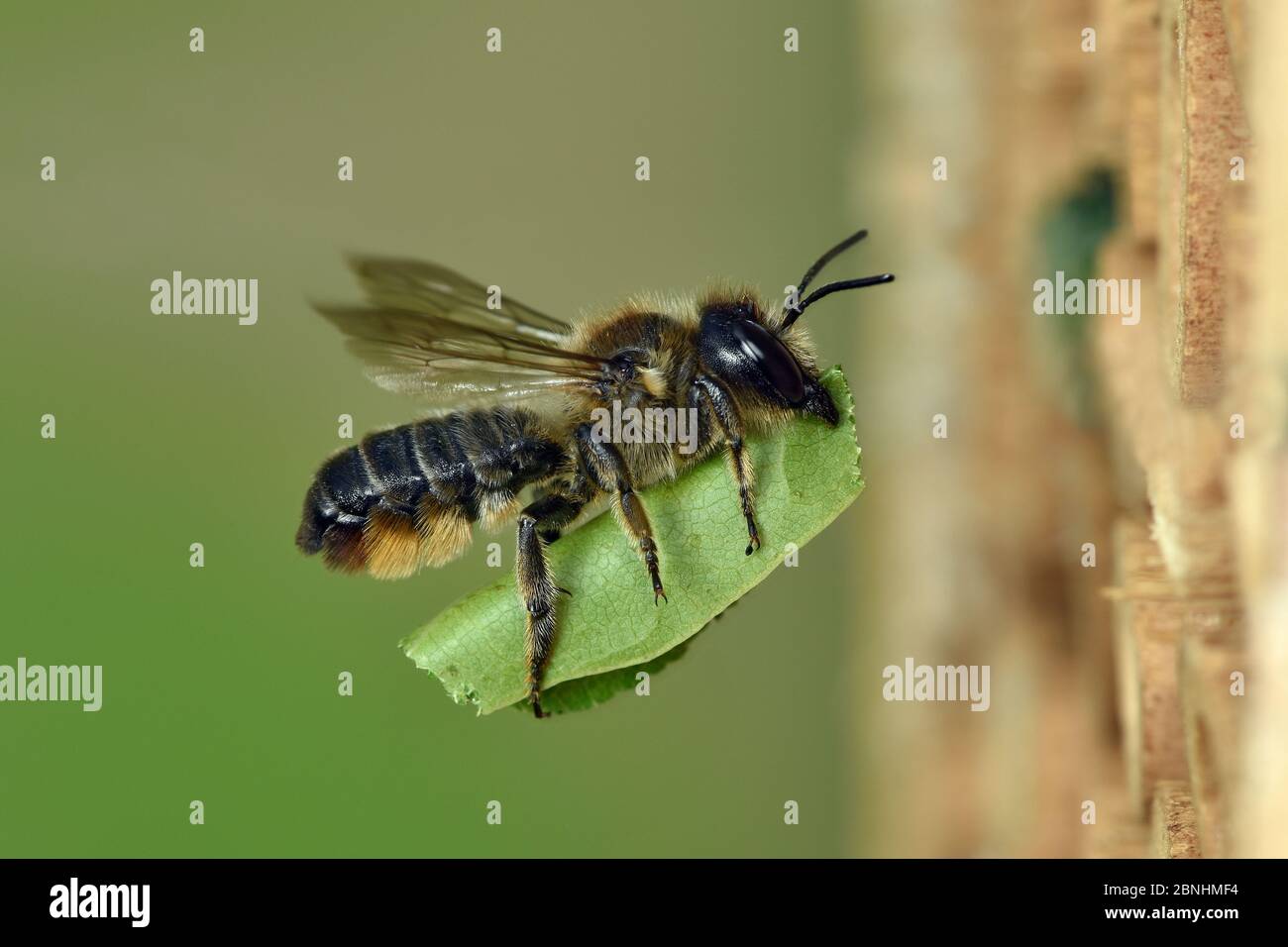 Western leafcutter bee hi-res stock photography and images - Alamy