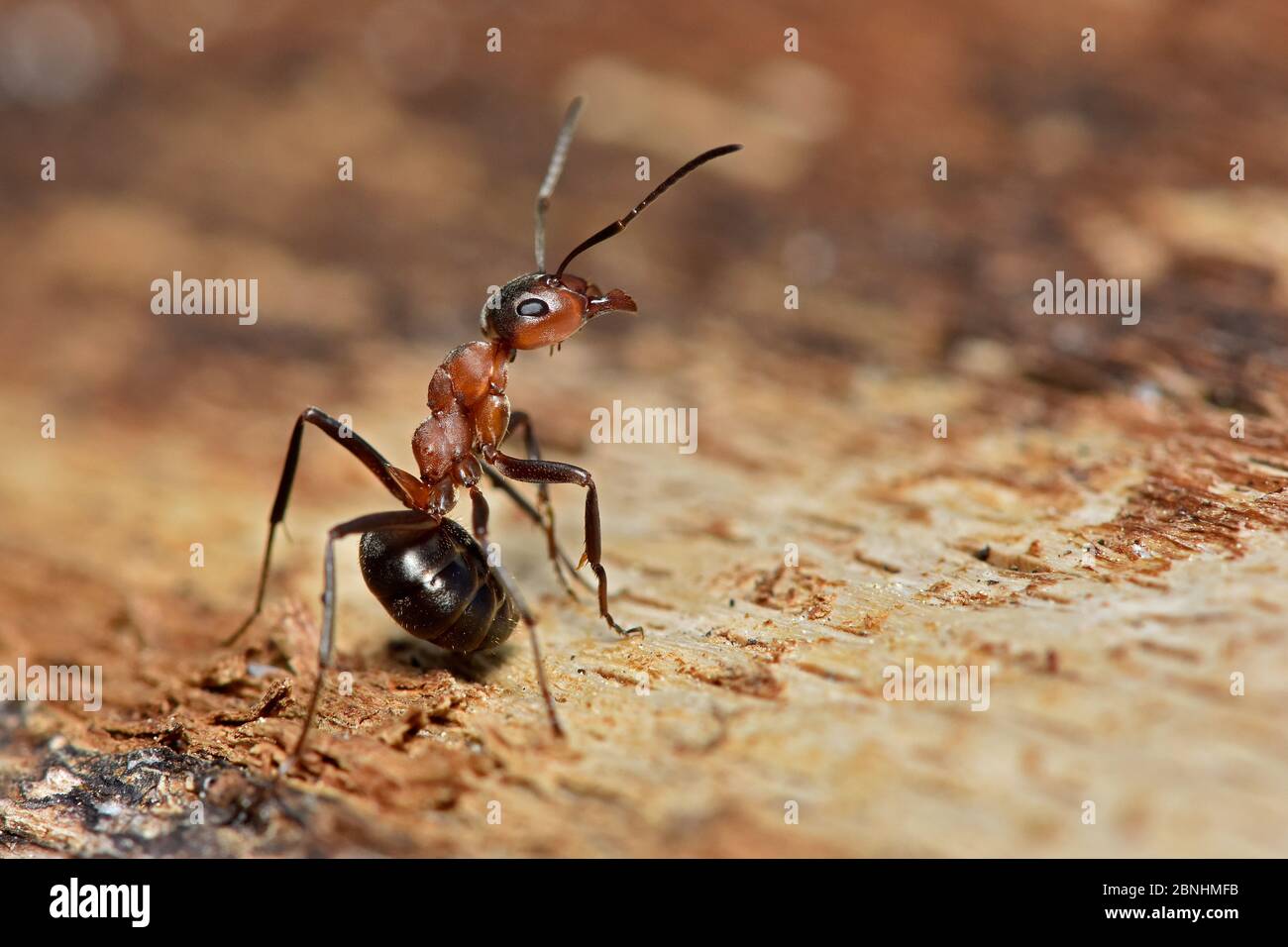 Defensive Mound High Resolution Stock Photography and Images - Alamy